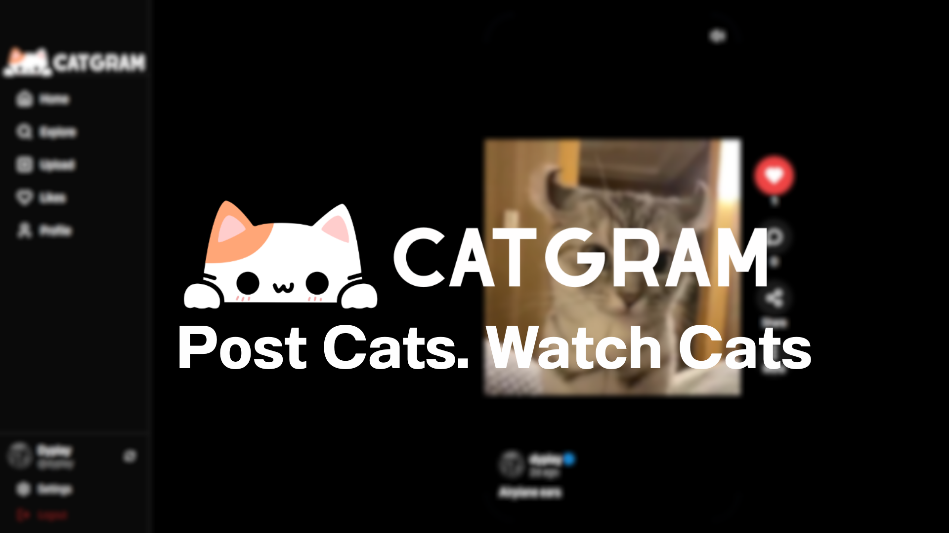 Catgram - Cat Videos Social Platform